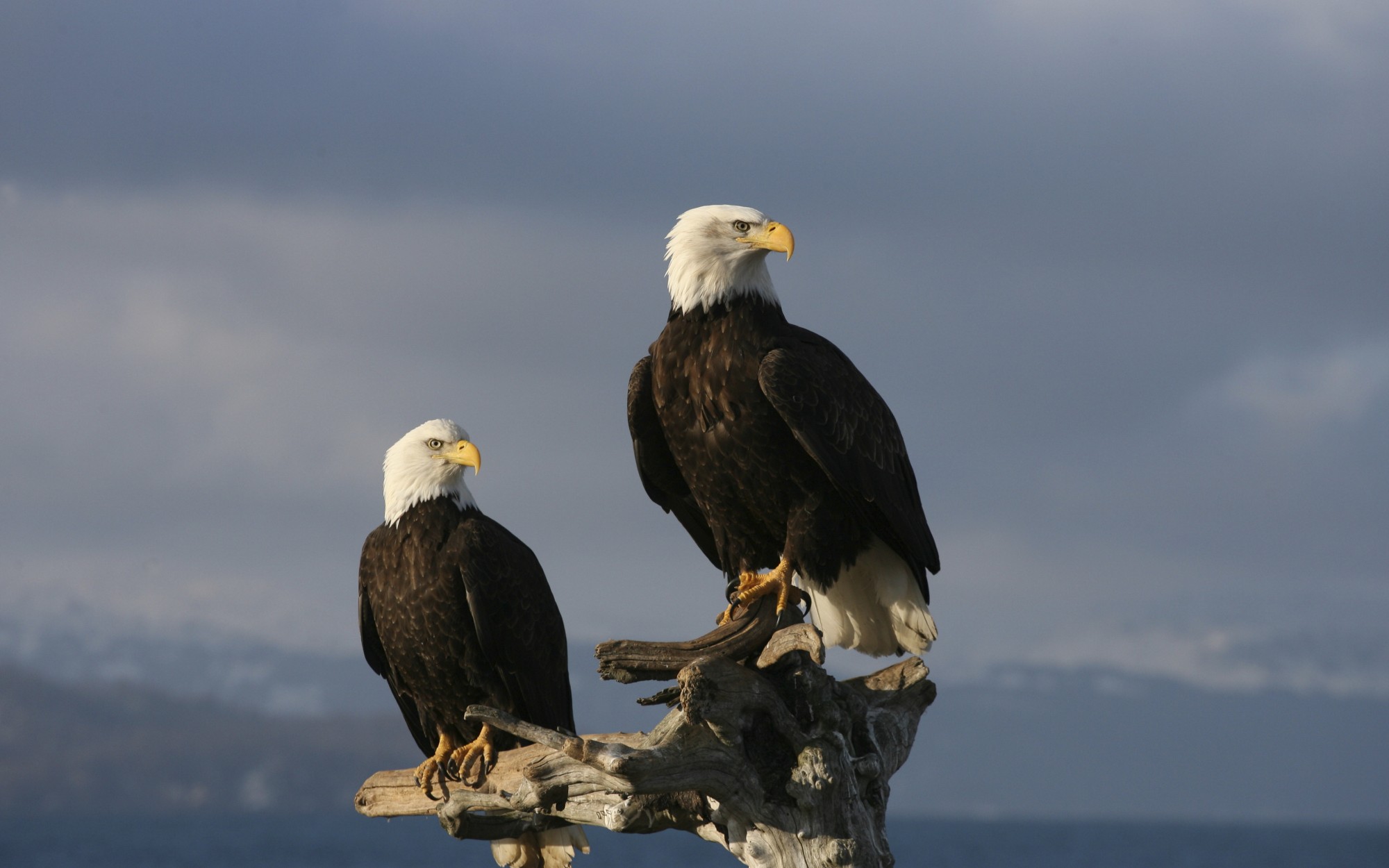 Understanding self-managed super funds | brightday