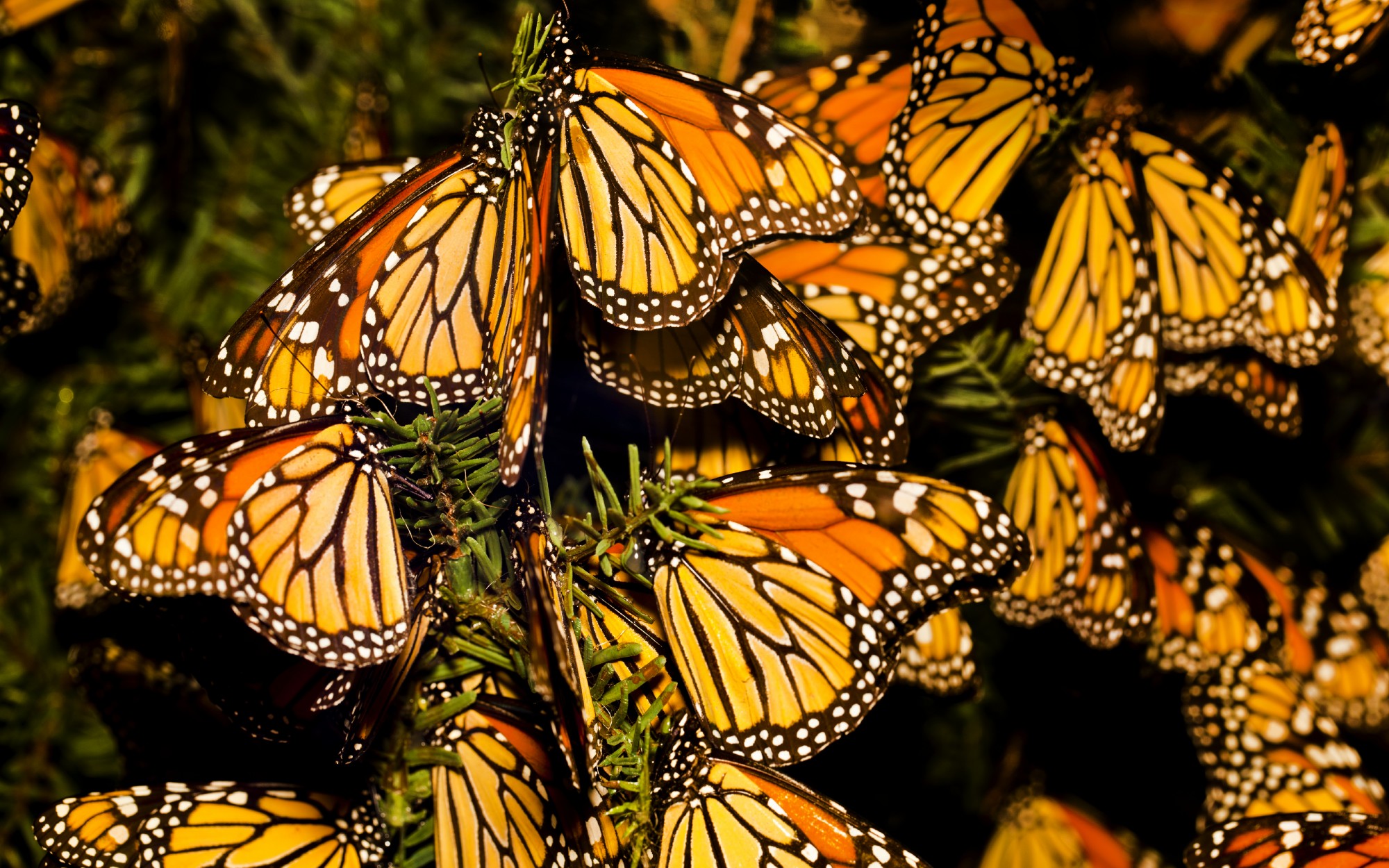 Super essentials | brightday