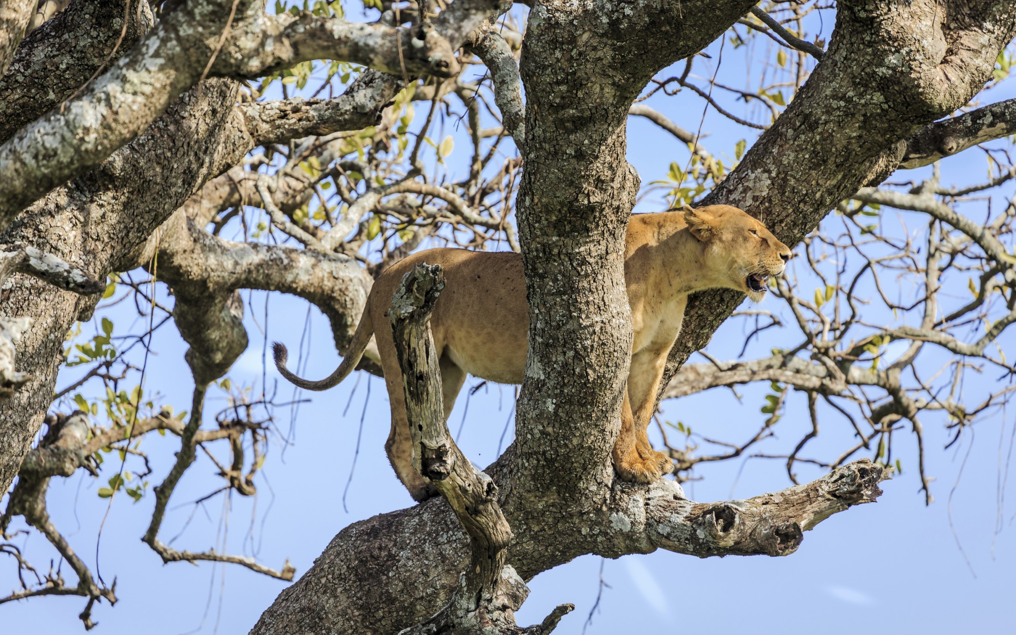 Setting the bar higher | brightday